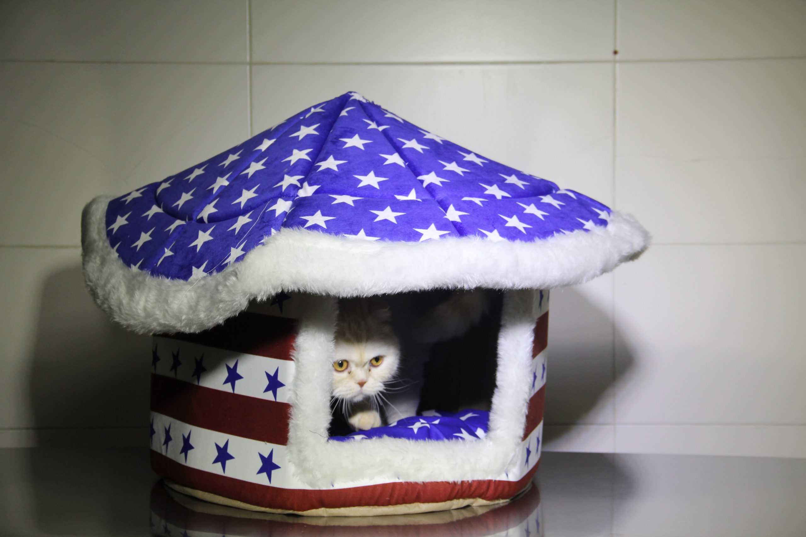 لانه و خانه سگ و گربه – بیمارستان دامپزشکی خاورمیانه